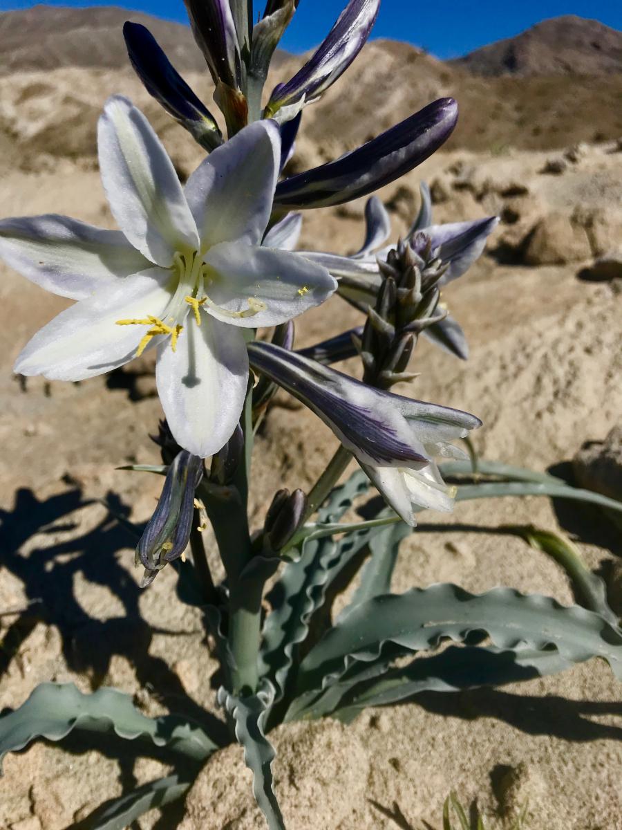 Superblooming with SNRE | School of Natural Resources and the Environment