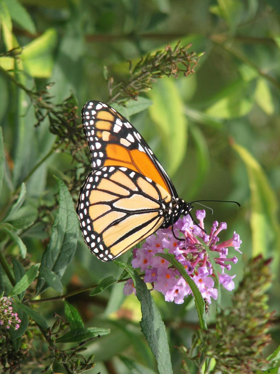 UA Scientists Play Crucial Role in Saving America's Most Iconic ...